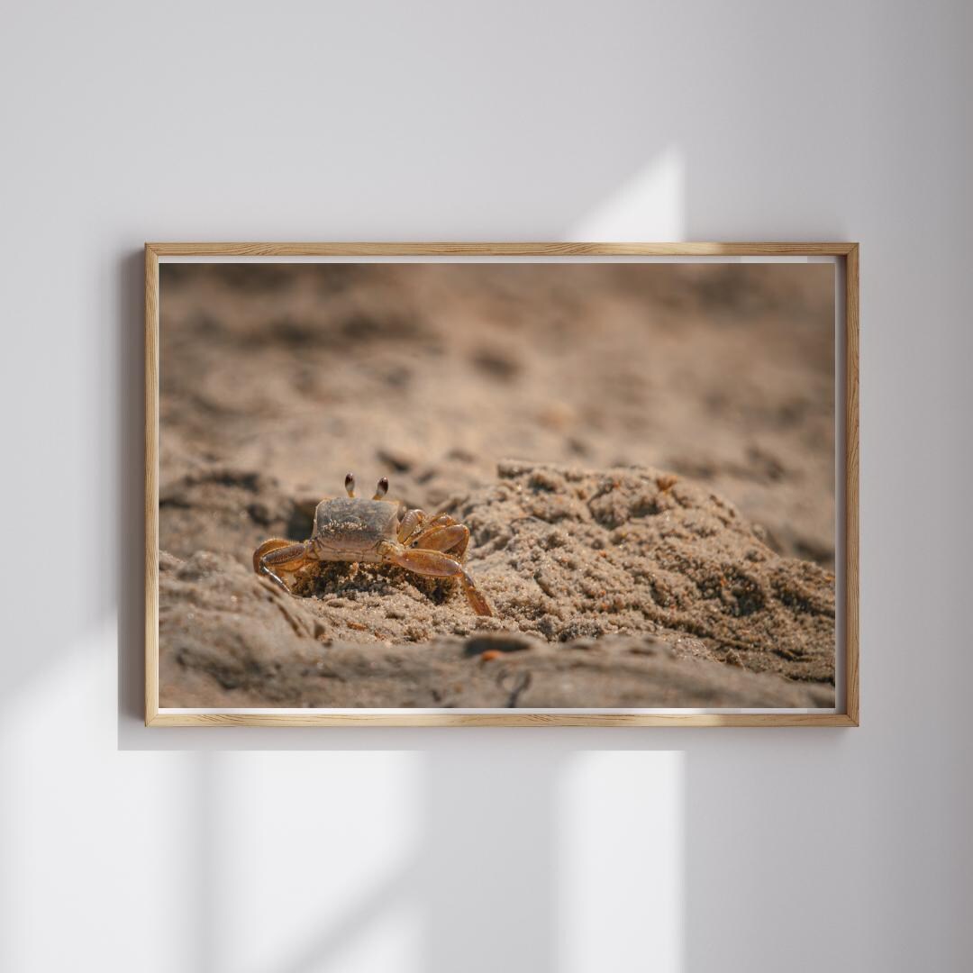 Crab Landscape Scene Photo Print - Landscape, Wildlife Photography ...