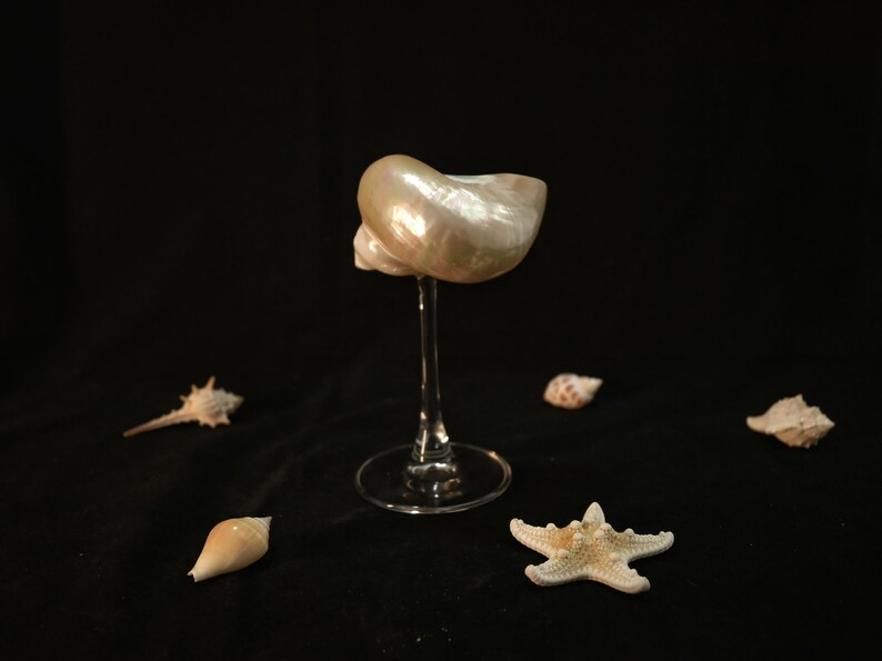 Customized Seashell Martini Glasses, Handmade Conch Cup Shell Cup ...