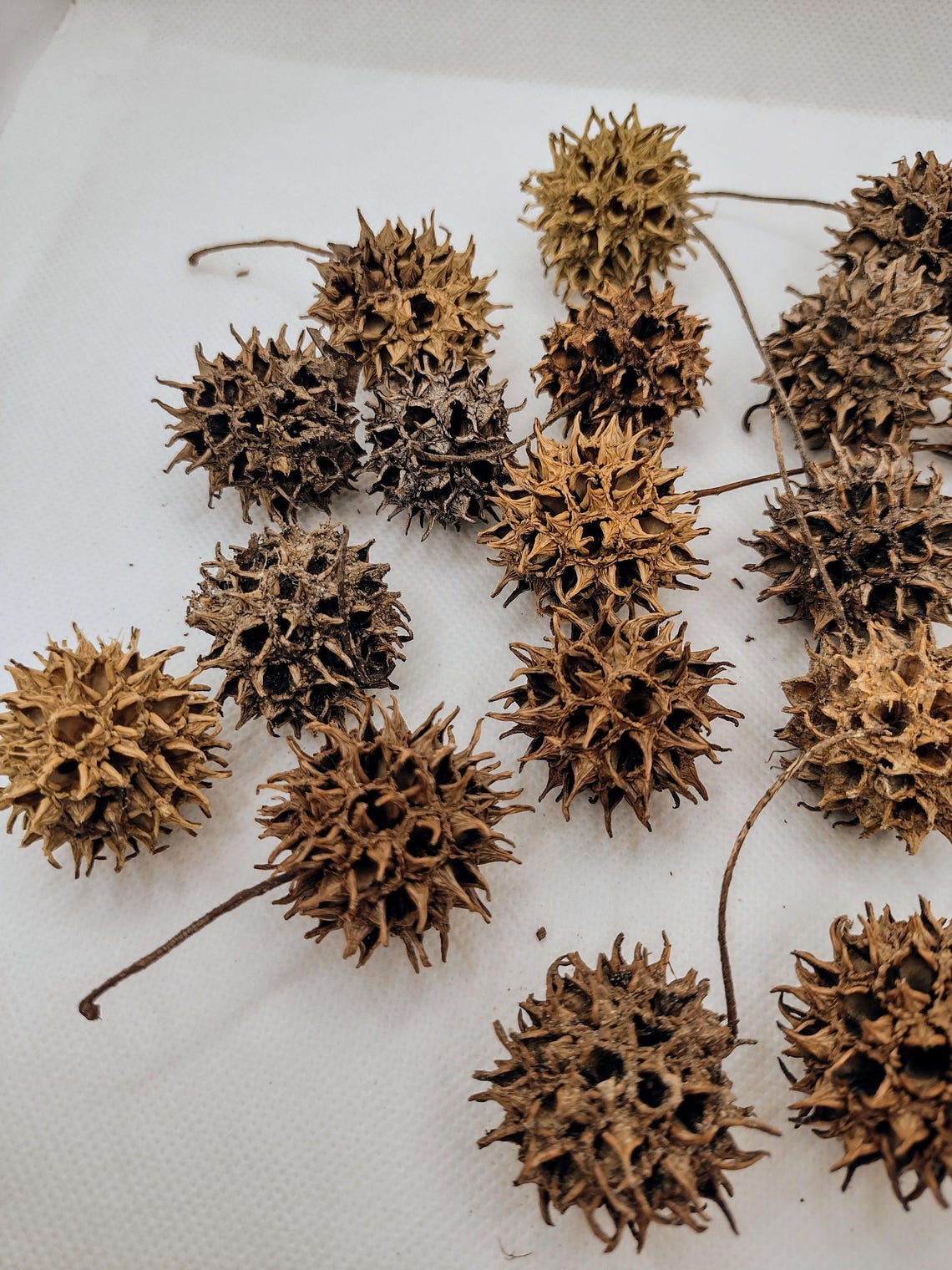 Sweet Gum Balls, Nature Craft Supply, Seeds, Potpourri, Rustic Decor - Etsy