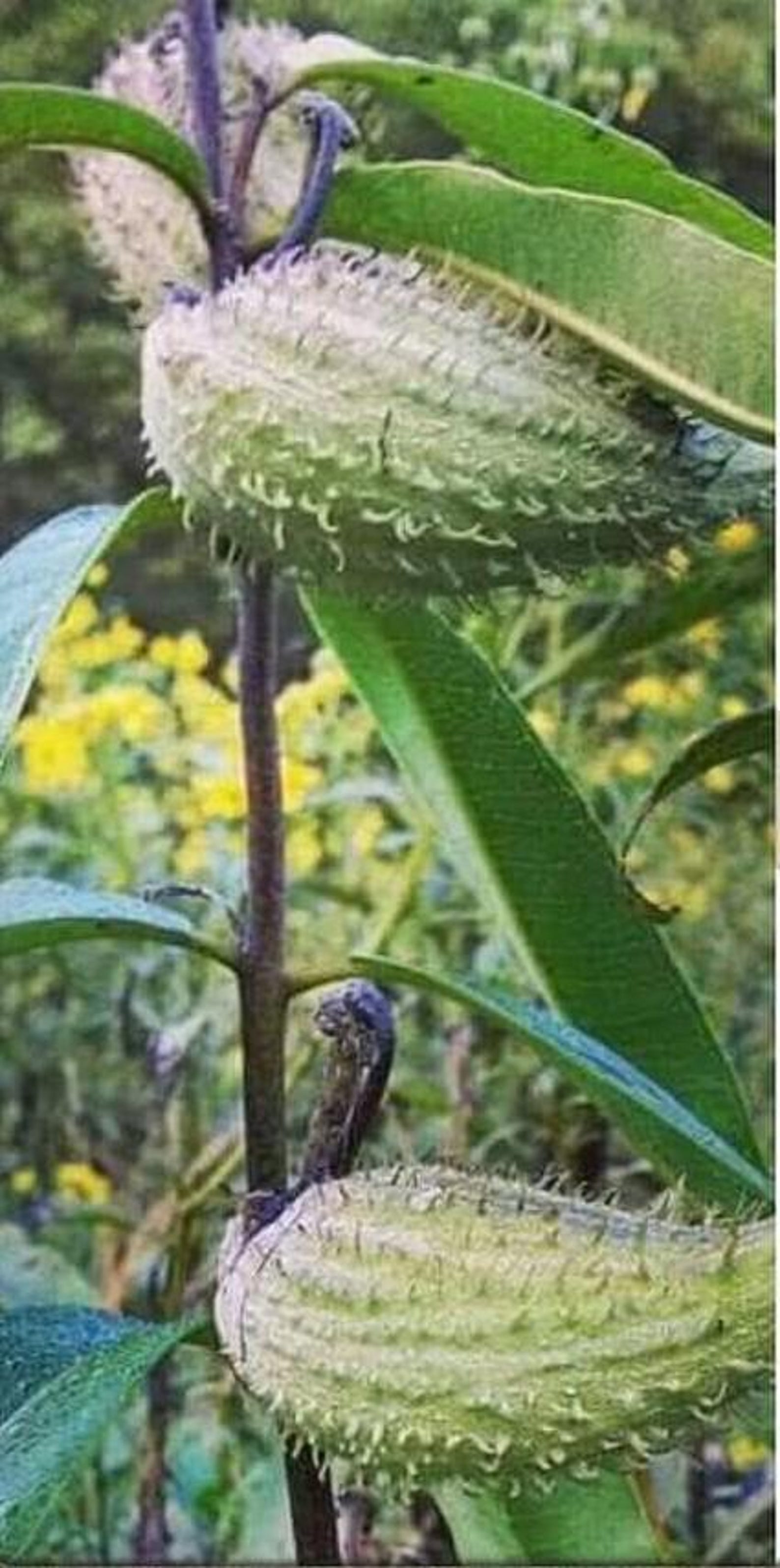 Milkweed Seed Pods, Monarch Butterfly, Milkweed, Antelope Milkweed ...