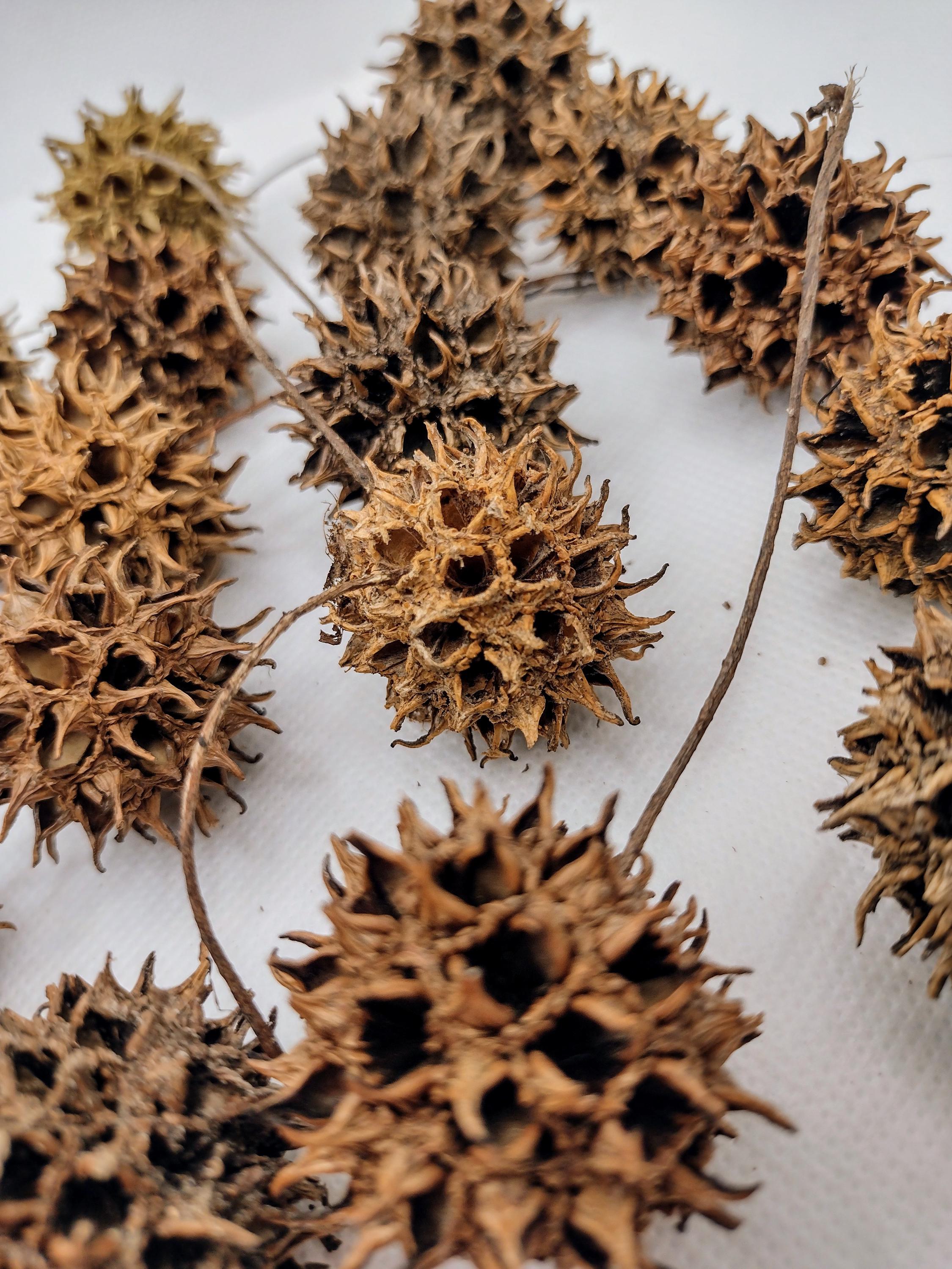 Sweet Gum Balls, Nature Craft Supply, Seeds, Potpourri, Rustic Chritmas ...