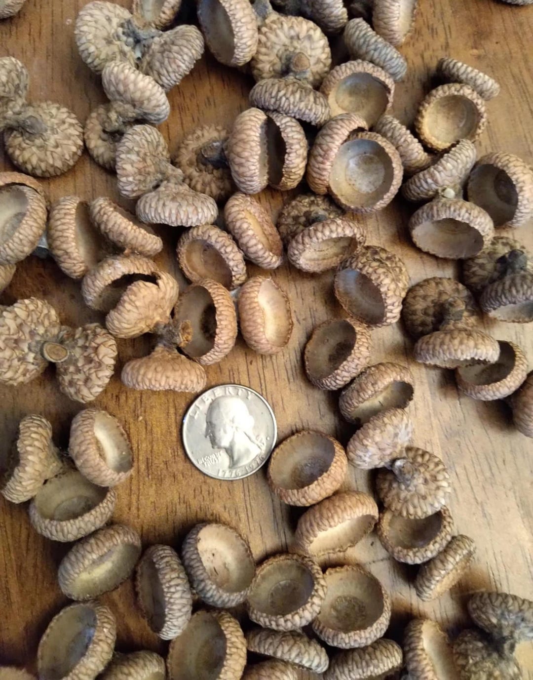 Real Acorns, Double Acorn Caps, Real Acorn Caps - Etsy