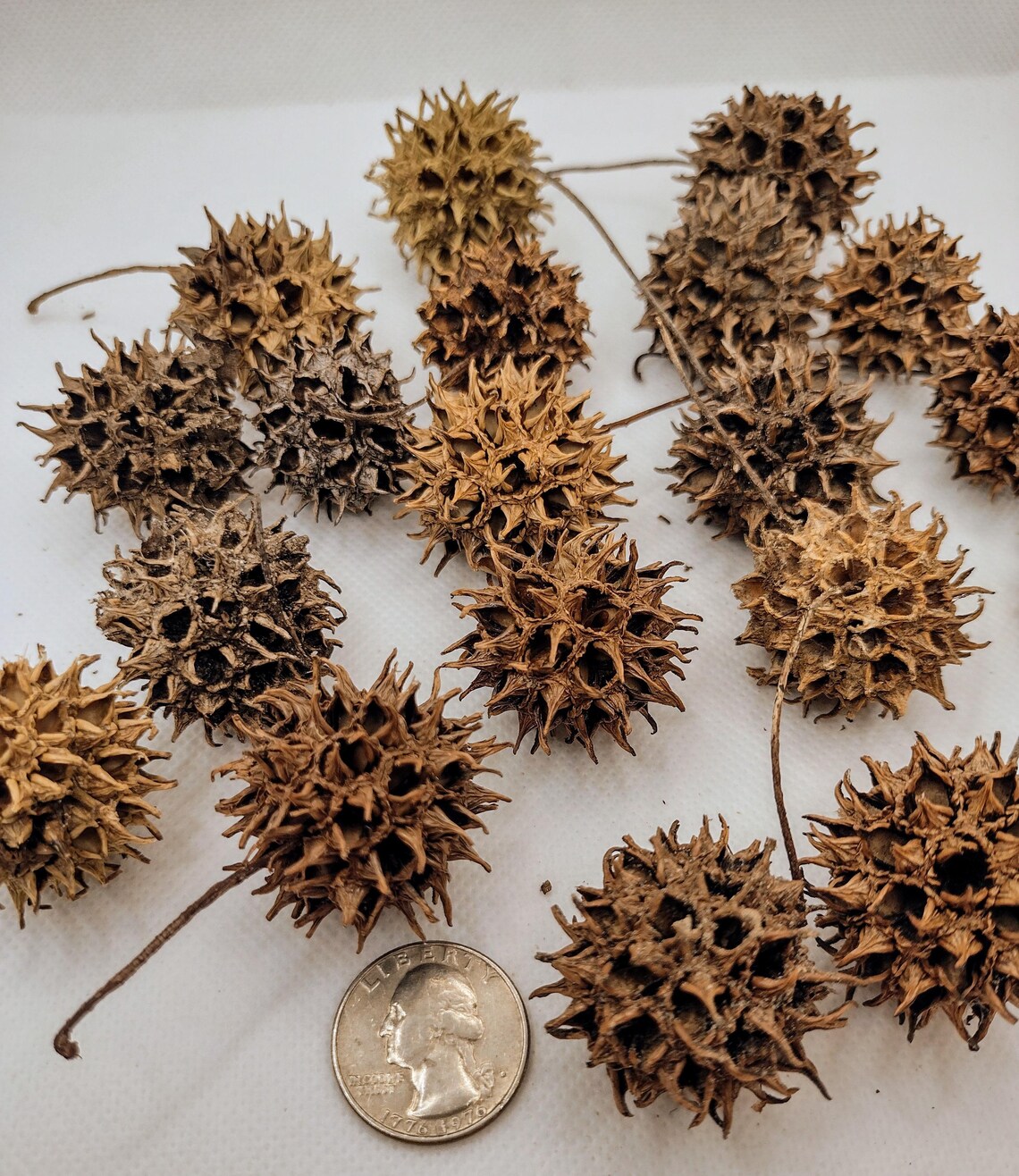 Sweet Gum Balls, Nature Craft Supply, Seeds, Potpourri, Rustic Decor - Etsy