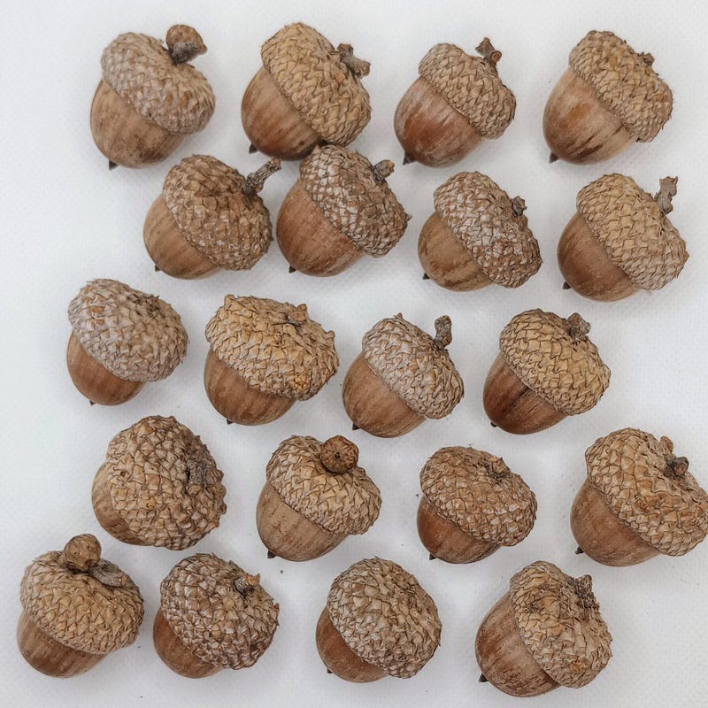 Acorn Caps - Etsy