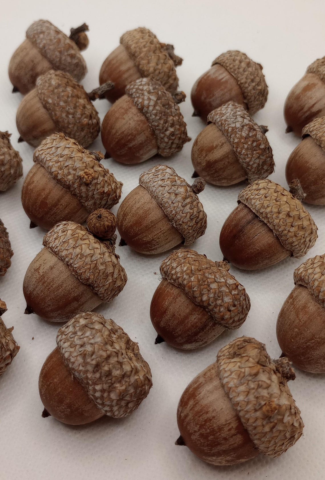 Real Acorns With Caps Set of 20: Natural Decor - Etsy