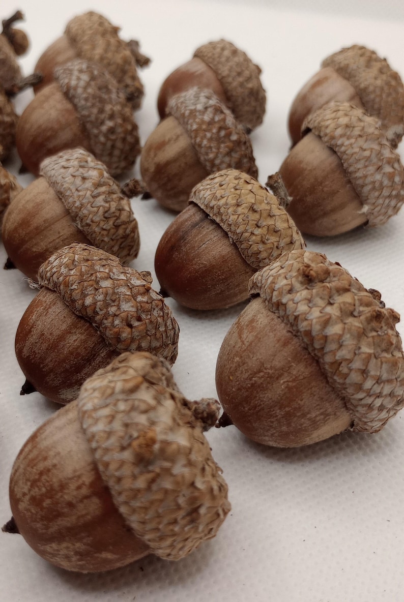 Real Acorns With Caps Set of 20: Natural Decor - Etsy