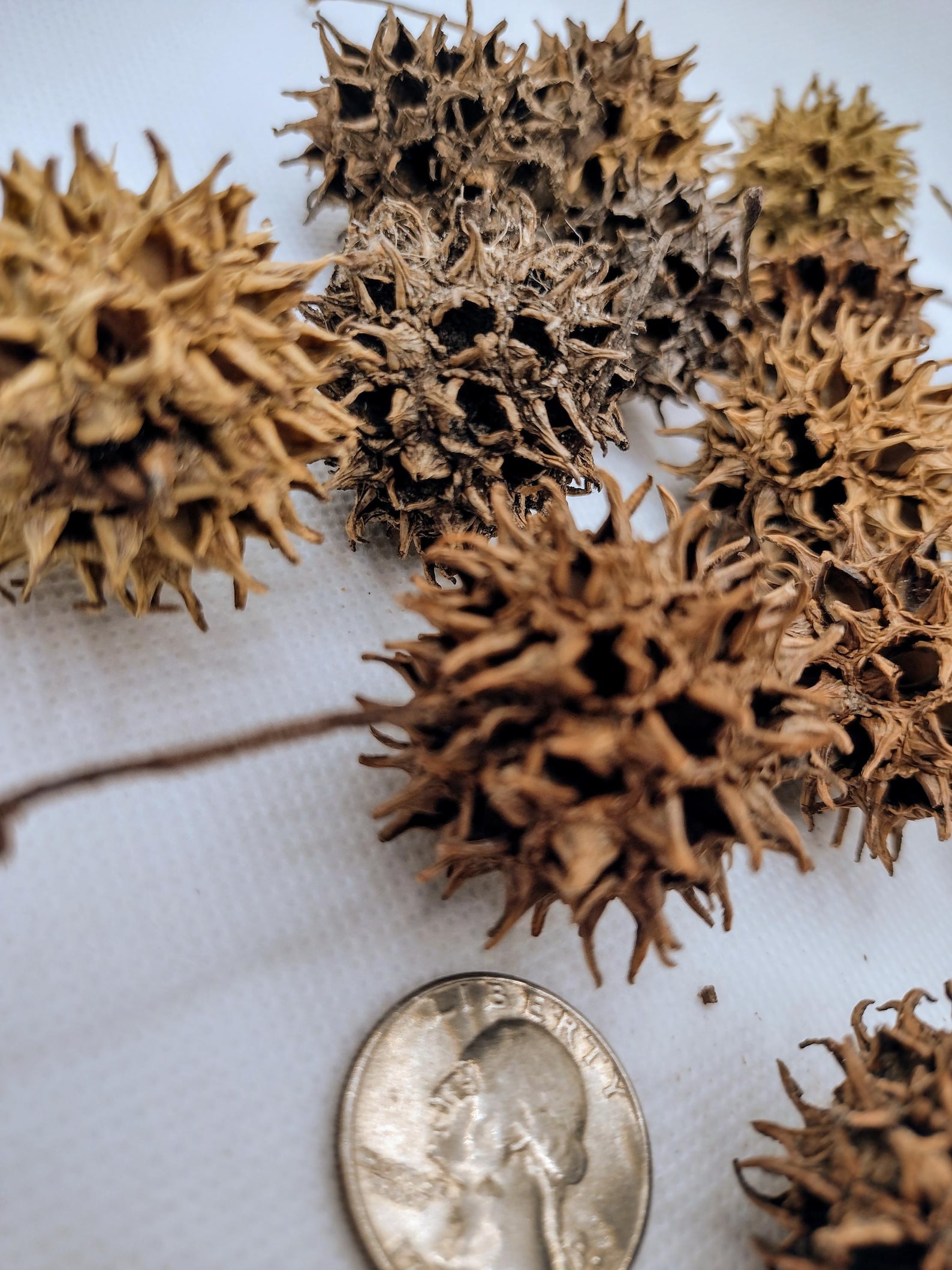 Sweet Gum Balls, Nature Craft Supply, Seeds, Potpourri, Rustic Decor - Etsy