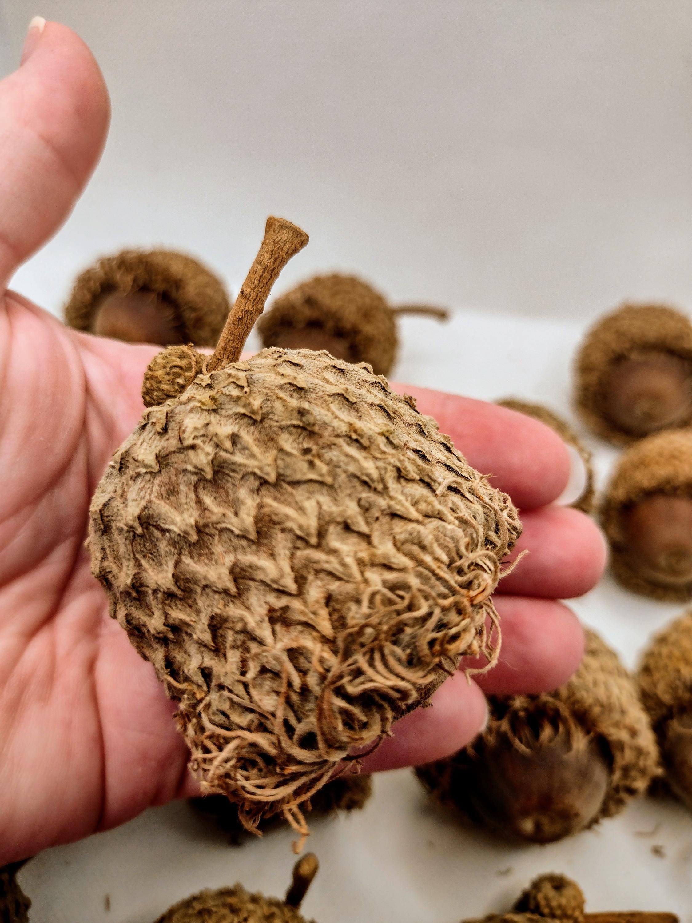 Real Acorns, Burr Acorns, Rustic Craft Supply, Acorns, Large Acorns - Etsy