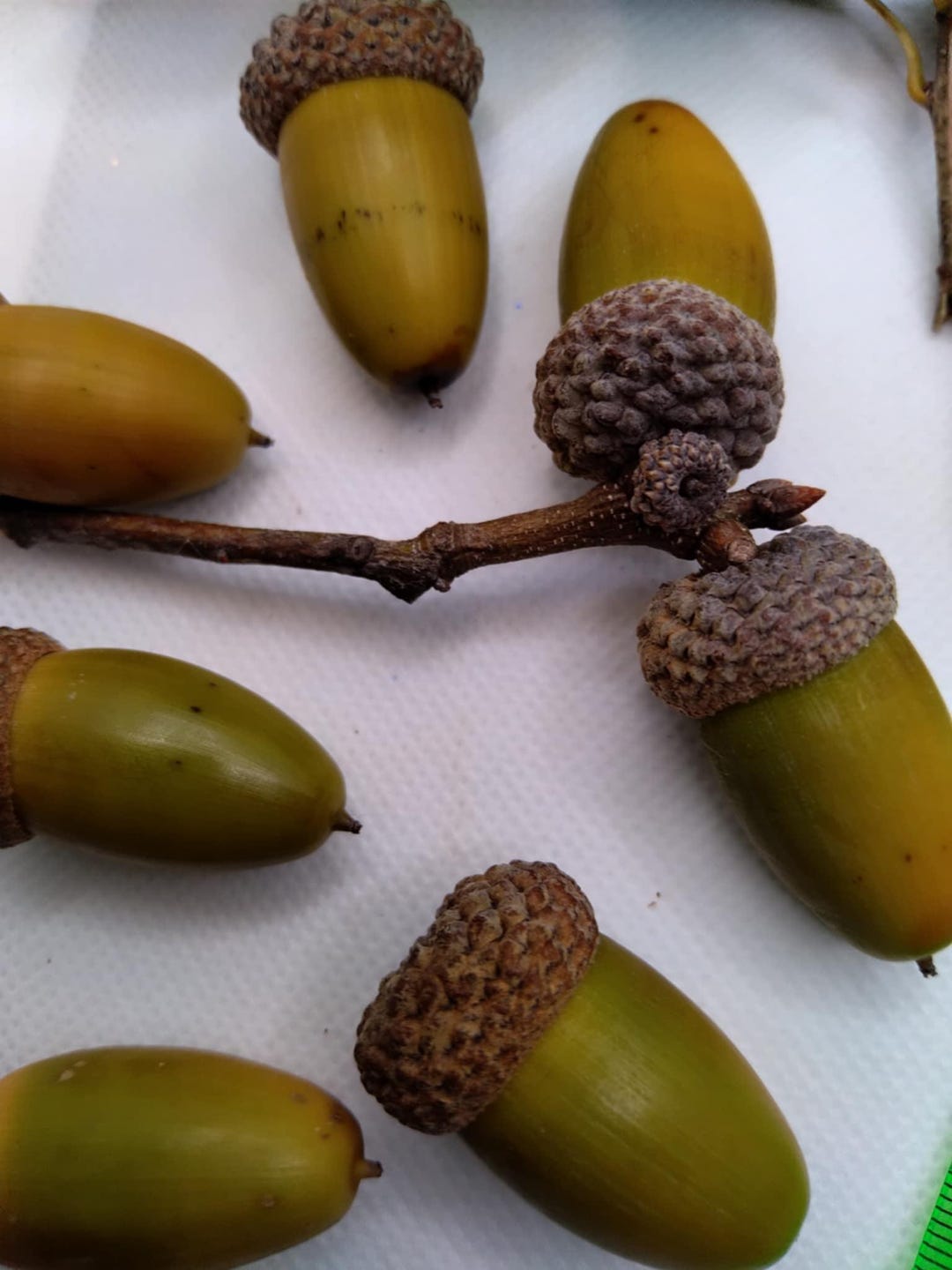 Real Acorns With Caps - Etsy