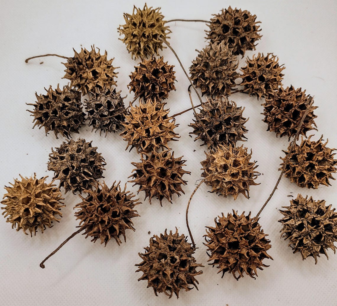 Sweet Gum Balls, Nature Craft Supply, Seeds, Potpourri, Rustic Chritmas ...