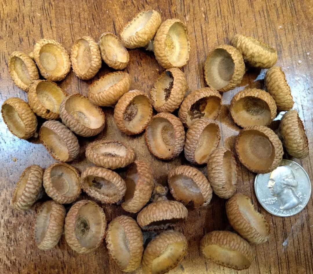 Real Acorns Caps, Double Acorn Caps, Natural Craft Supply - Etsy