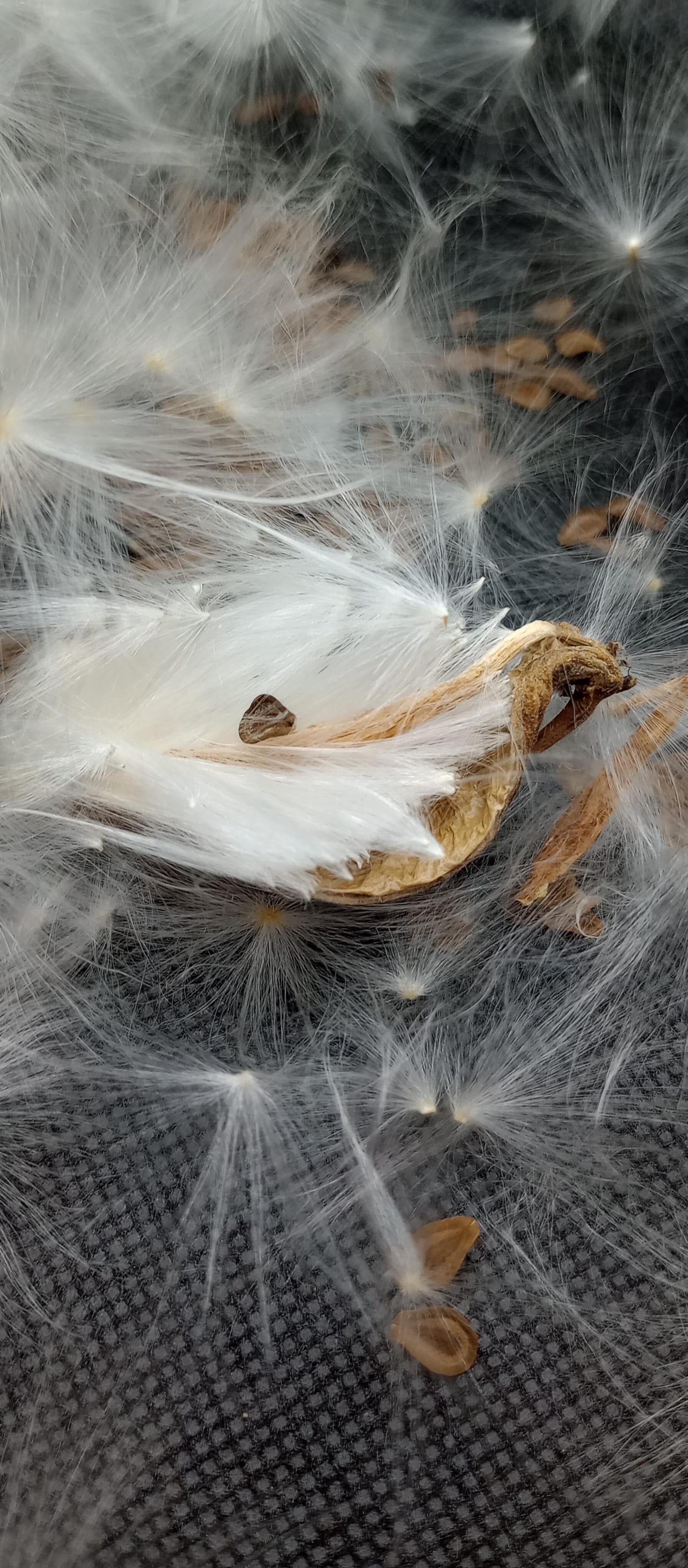 Milkweed Seed Pods, Monarch Butterfly, Milkweed, Antelope Milkweed ...