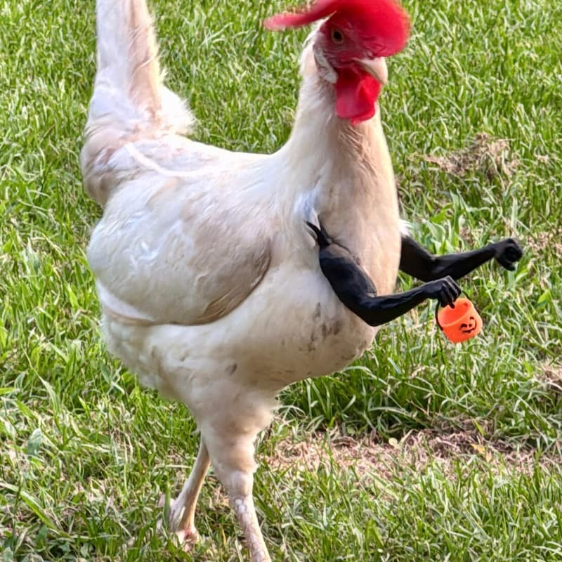 Chicken Arms for Chickens - Etsy