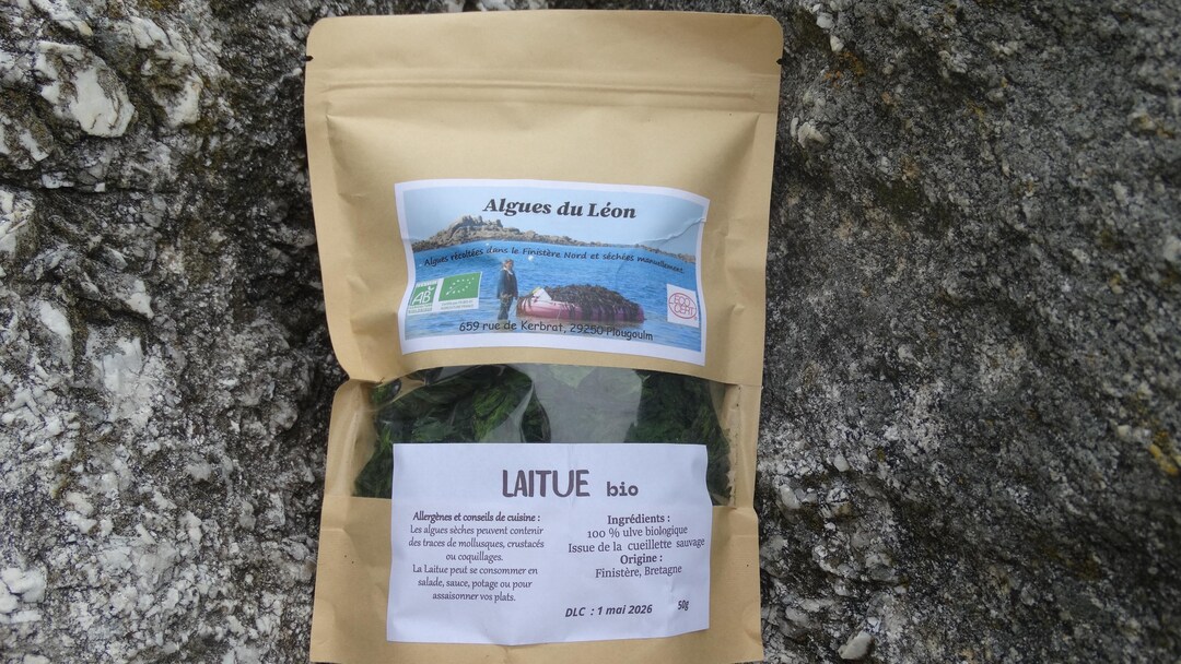 Sea Lettuce Edible Algae Ulva - Etsy