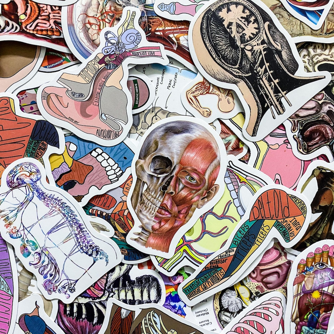 100 Random Human Anatomy Stickers, Skeleton and Muscle Stickers ...