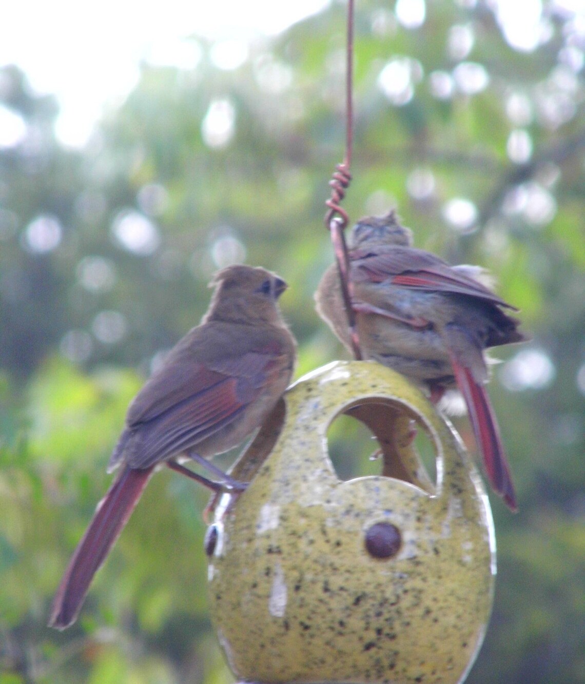 Canary Yellow - Highfired Stoneware Clay Birdfeeder - Etsy