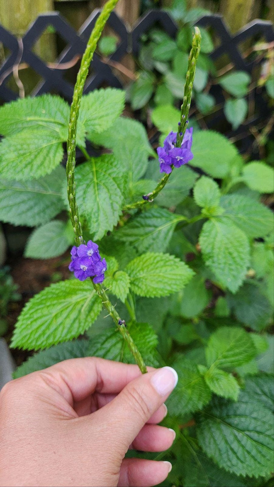 2-pack Porterweed Live Plant - A Pollinator's Paradise - Etsy