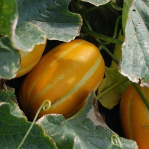 Korean Melon Seeds / Chamoe Seeds - Etsy