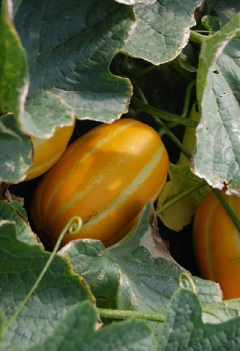 Korean Melon Seeds / Chamoe Seeds - Etsy