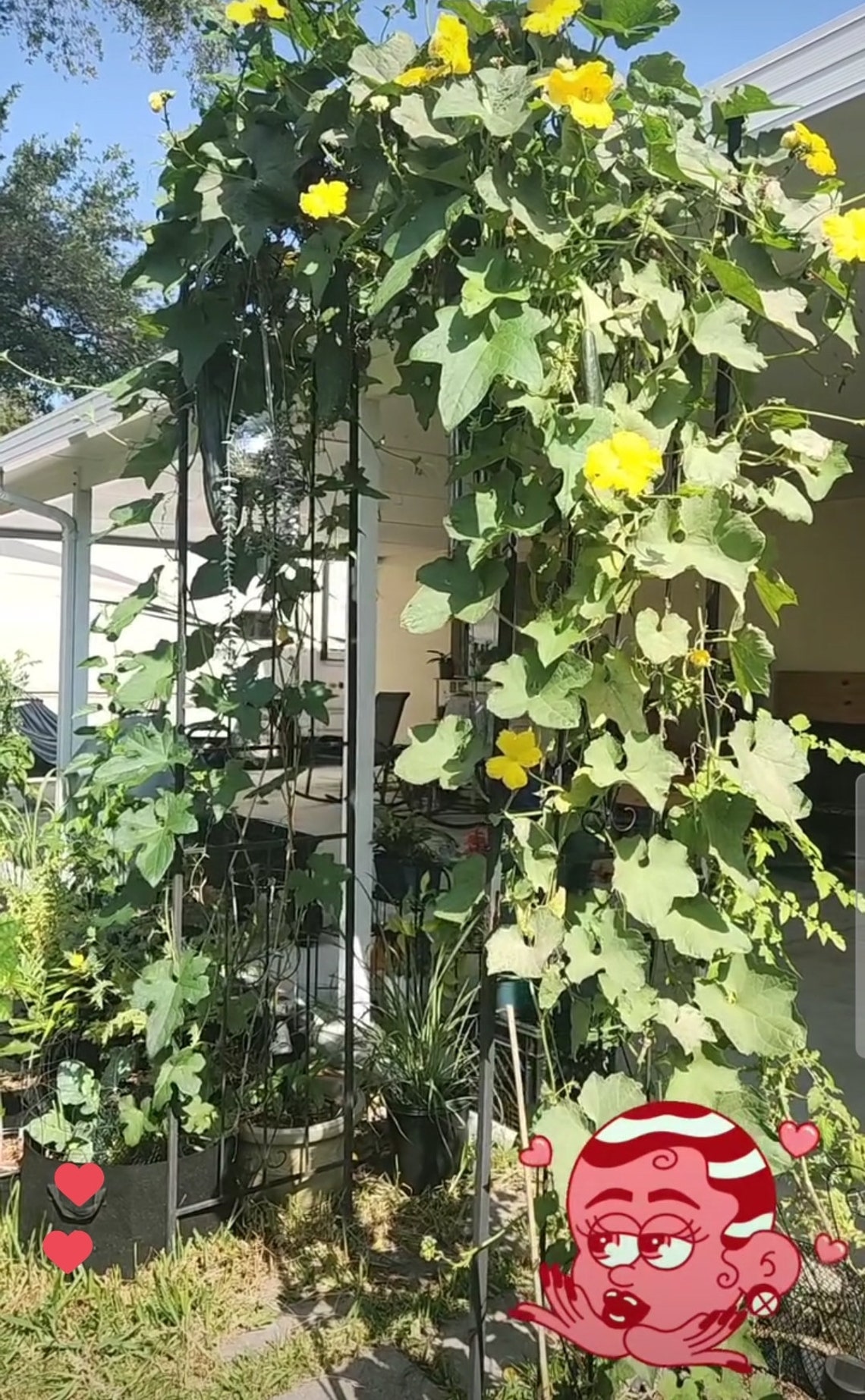 Smooth Luffa / Loofah Gourd Seeds - Etsy