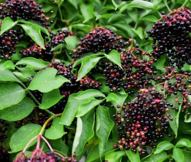 Elderberry Live Plant - Etsy