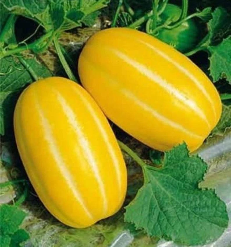Korean Melon Seeds / Chamoe Seeds - Etsy