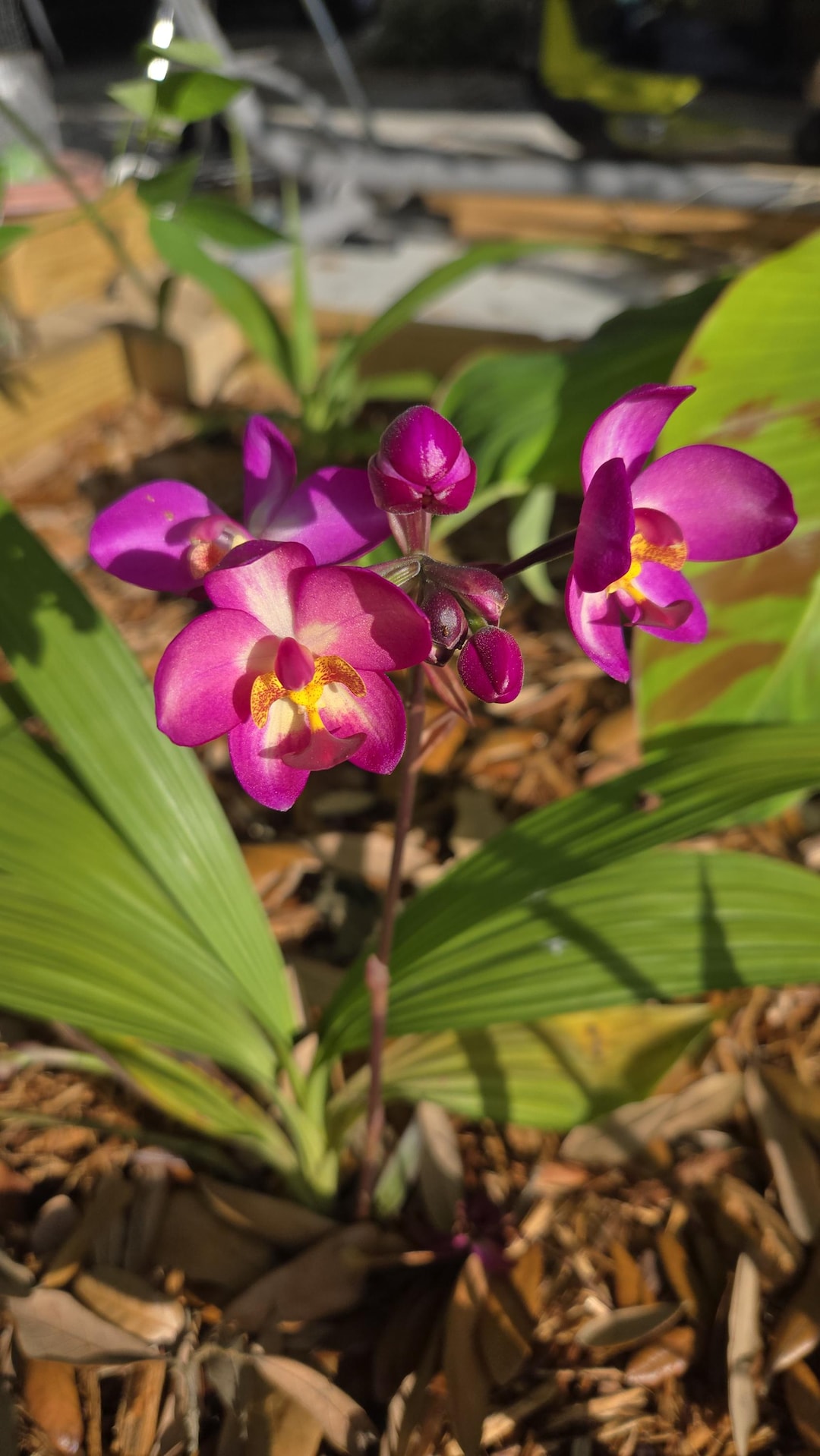 Ground Orchid Live Plant - Etsy