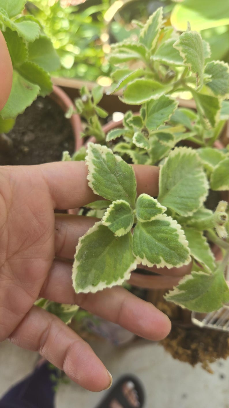 2-pack Verigated Cuban Oregano Live Plant - Etsy
