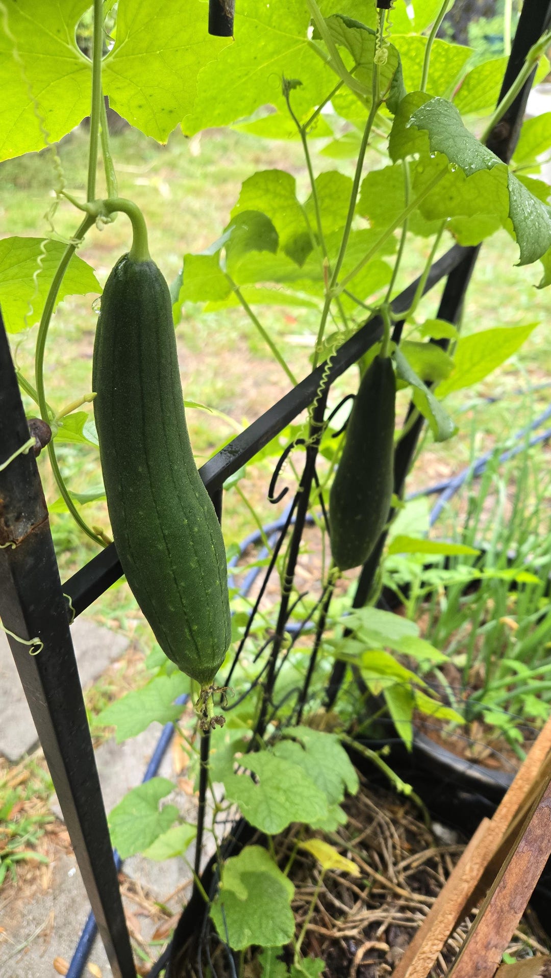 Smooth Luffa / Loofah Gourd Seeds - Etsy