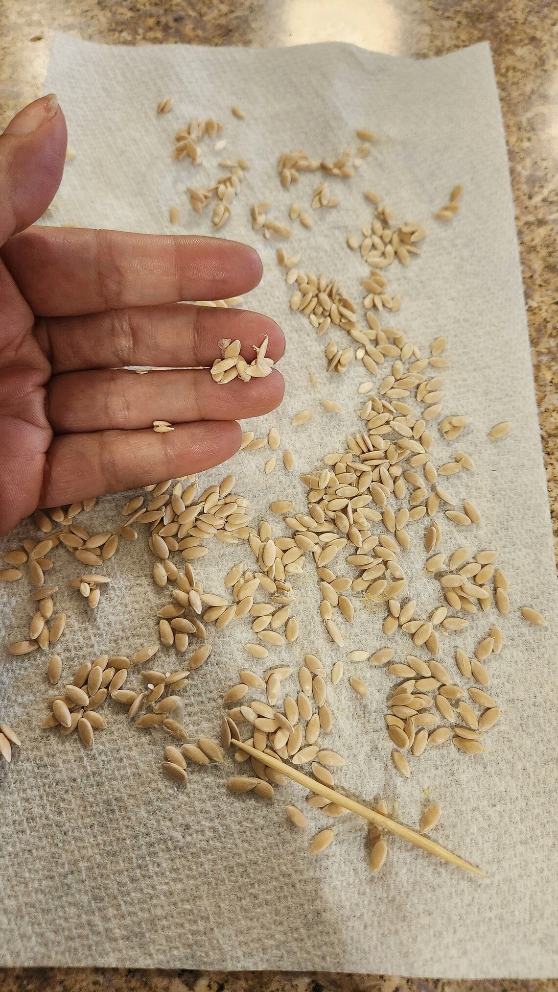 Korean Melon Seeds / Chamoe Seeds - Etsy