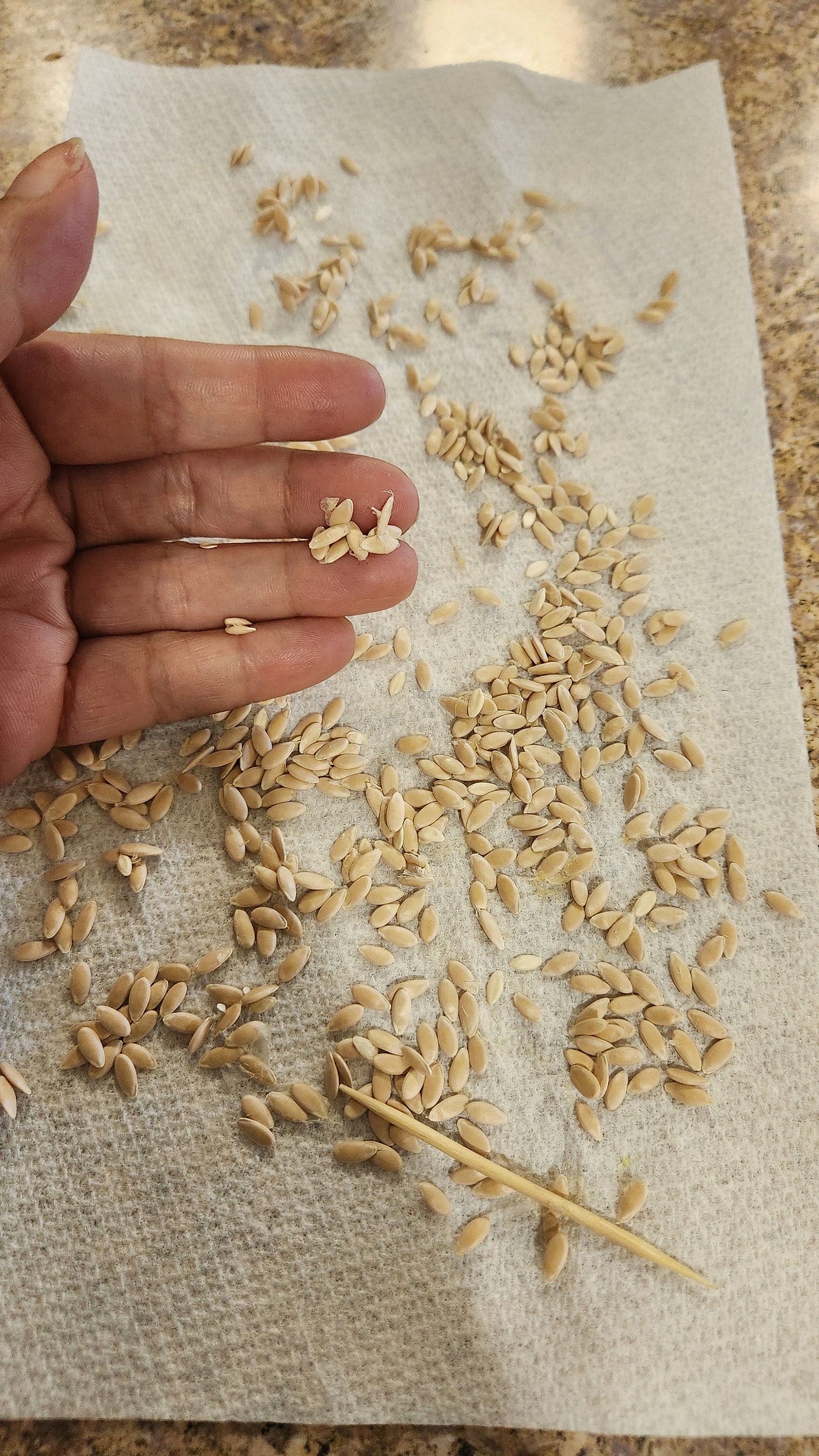 Korean Melon Seeds / Chamoe Seeds - Etsy