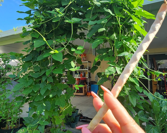 25 Heirloom Puerto Rican Black Bean SEEDS Pole Bean Seed Black Beans ...