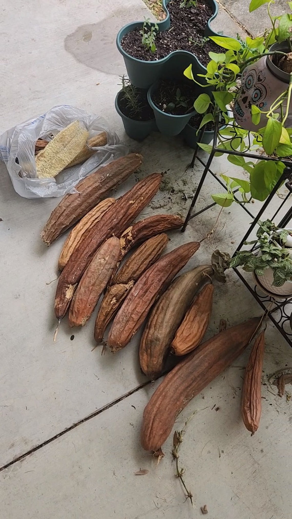 Smooth Luffa / Loofah Gourd Seeds - Etsy