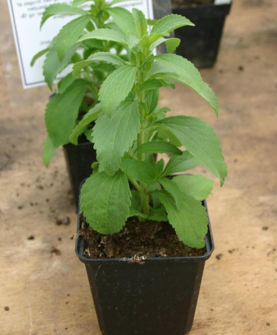 Stevia Live Plant (stevia Rebaudiana) - Etsy