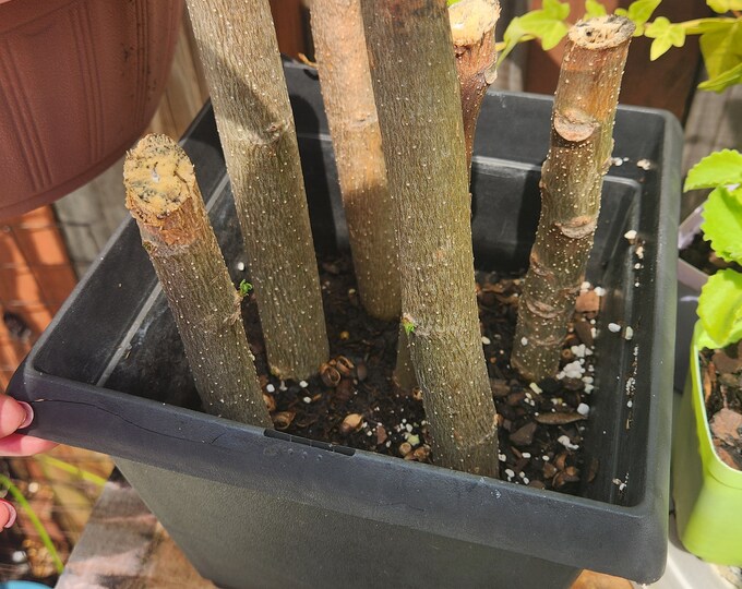 Moringa Cuttings Miracle Tree (2 Pieces) - Etsy