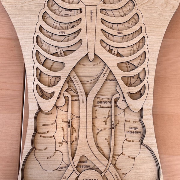 Human Body Puzzle - Etsy