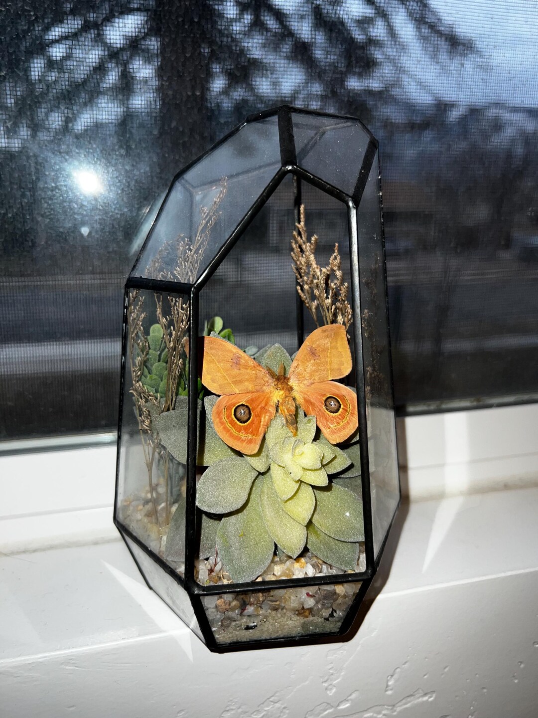 Mounted Pink Saturn Moth in Terrarium - Etsy