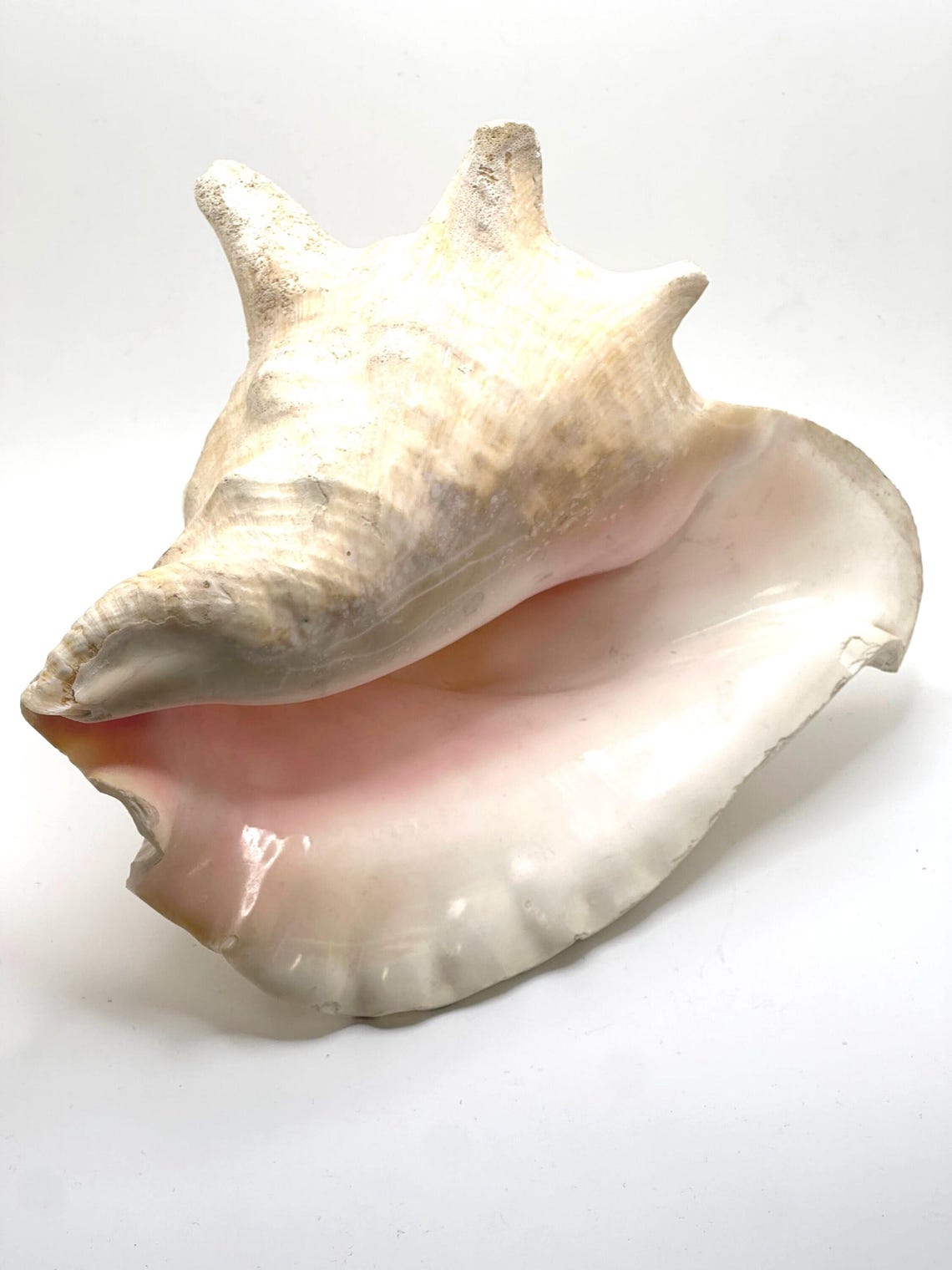 XL Seashell, Beautiful Big Seashell, Shell Collection, 9'' Long - Etsy