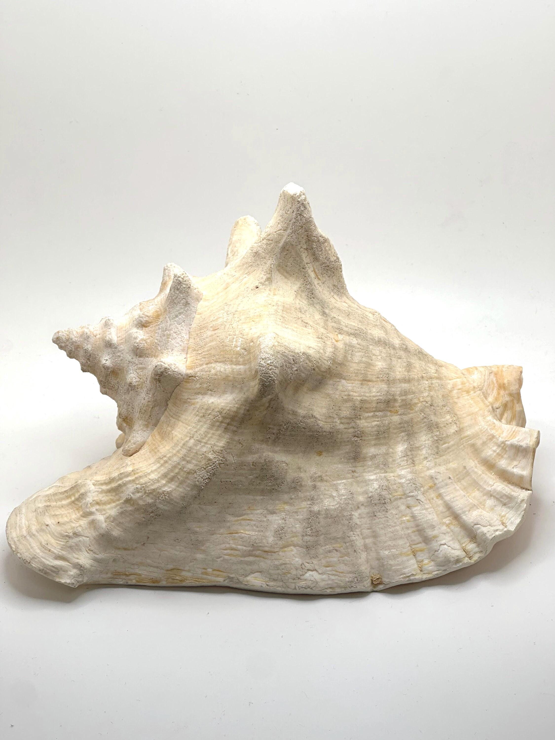 XL Seashell, Beautiful Big Seashell, Shell Collection, 9'' Long - Etsy