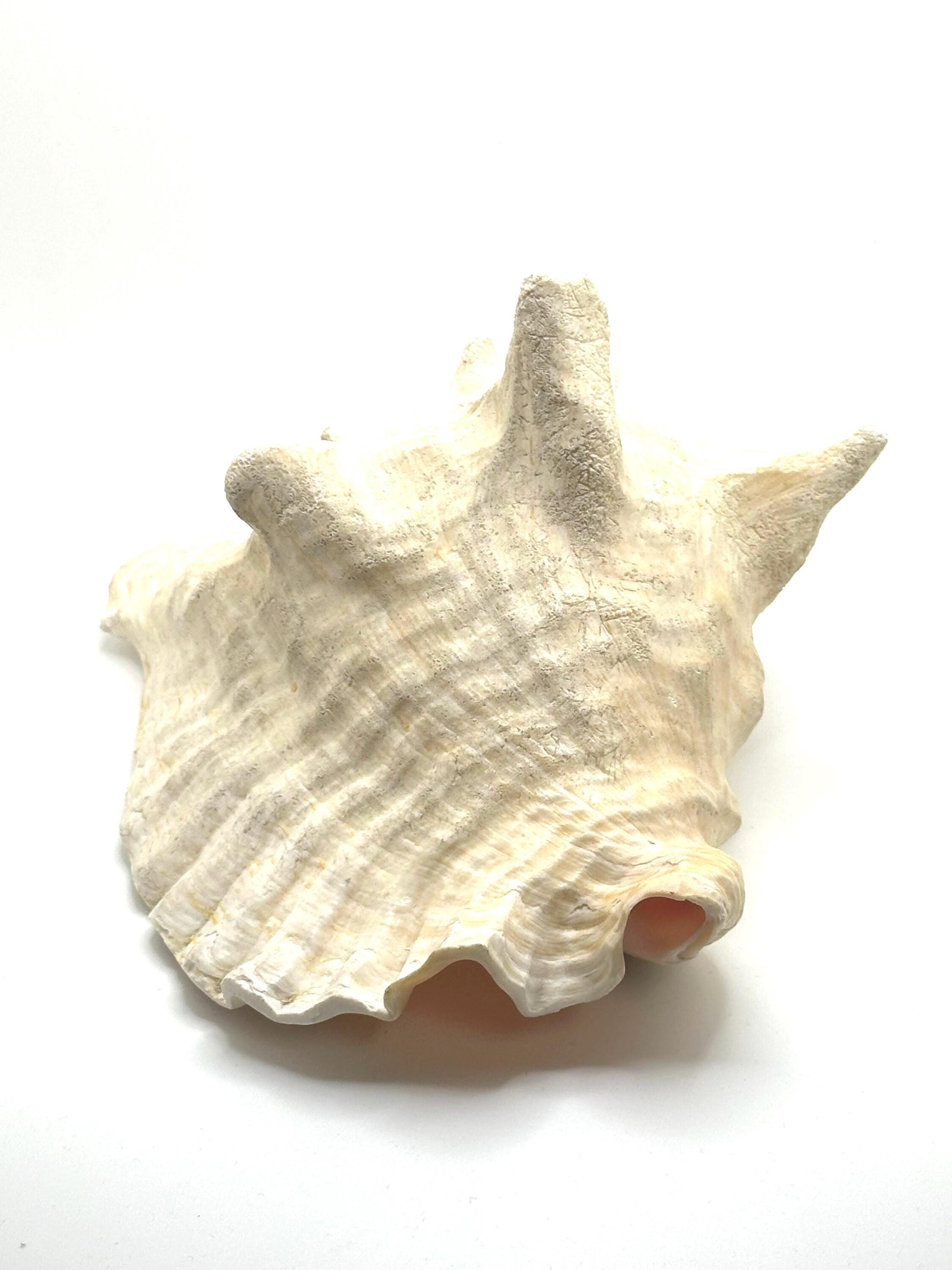 XL Seashell, Beautiful Big Seashell, Shell Collection, 9'' Long - Etsy