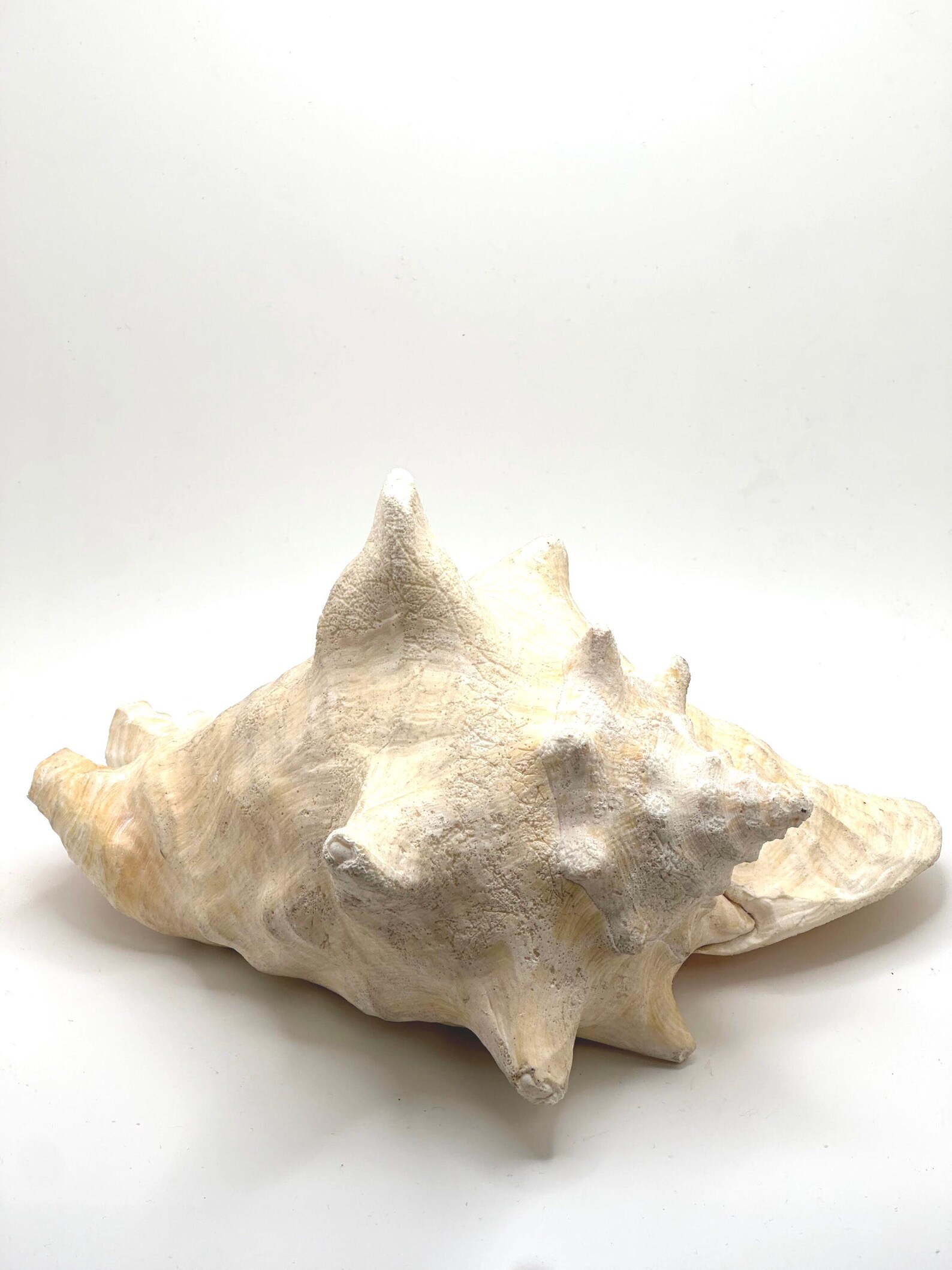 XL Seashell, Beautiful Big Seashell, Shell Collection, 9'' Long - Etsy