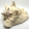 XL Seashell, Beautiful Big Seashell, Shell Collection, 9'' Long - Etsy