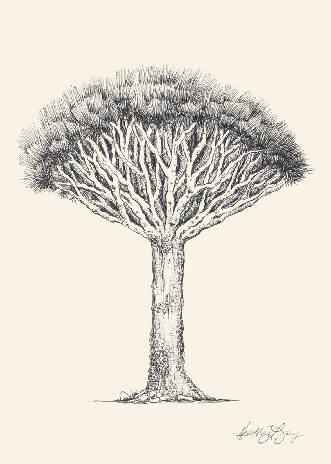 Dragon Tree Line Art Drawing Fine Art Signed Giclee Print | Etsy