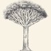 Dragon Tree Line Art Drawing Fine Art Signed Giclee Print - Etsy
