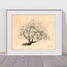 Old Oak Tree Art Print on Wood Veneer Line Art Oak Tree - Etsy