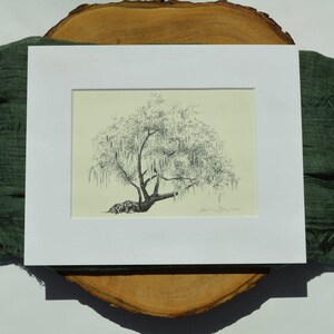 Live Oak Tree Print Technical Drawing Fine Art Print | Etsy