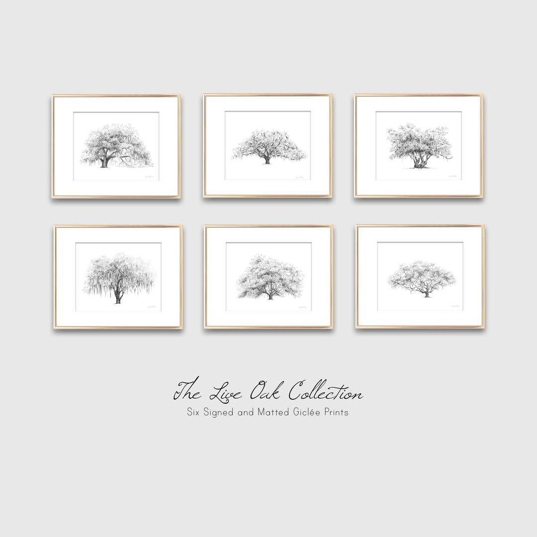 Live Oak Tree Art Collection - Gallery Wall Set of 6 Tree Illustrations ...
