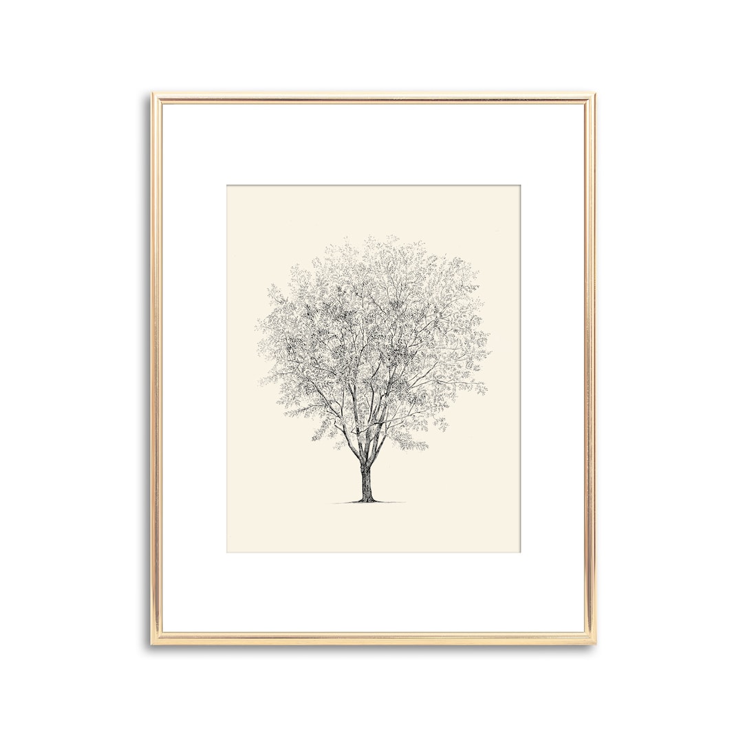 Honey Locust Tree Fine Art Print - Line Art - Technical Drawing ...