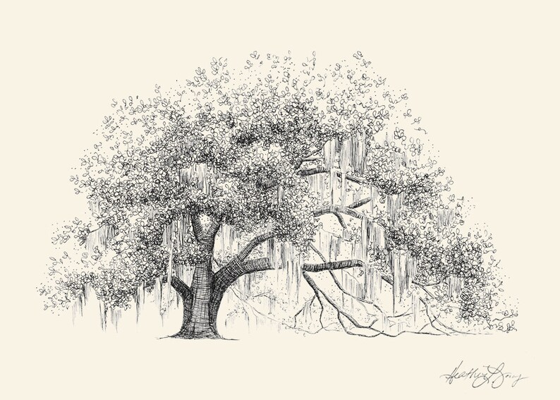 Ophelia Oak Tree Live Oak Drawing Fine Art Signed Tree - Etsy