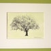 Old Oak Tree Print Watercolor Art Southern Decor Spanish - Etsy